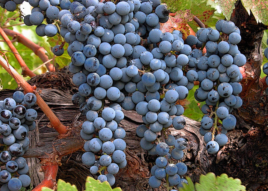 Primitivo (Zinfandel)